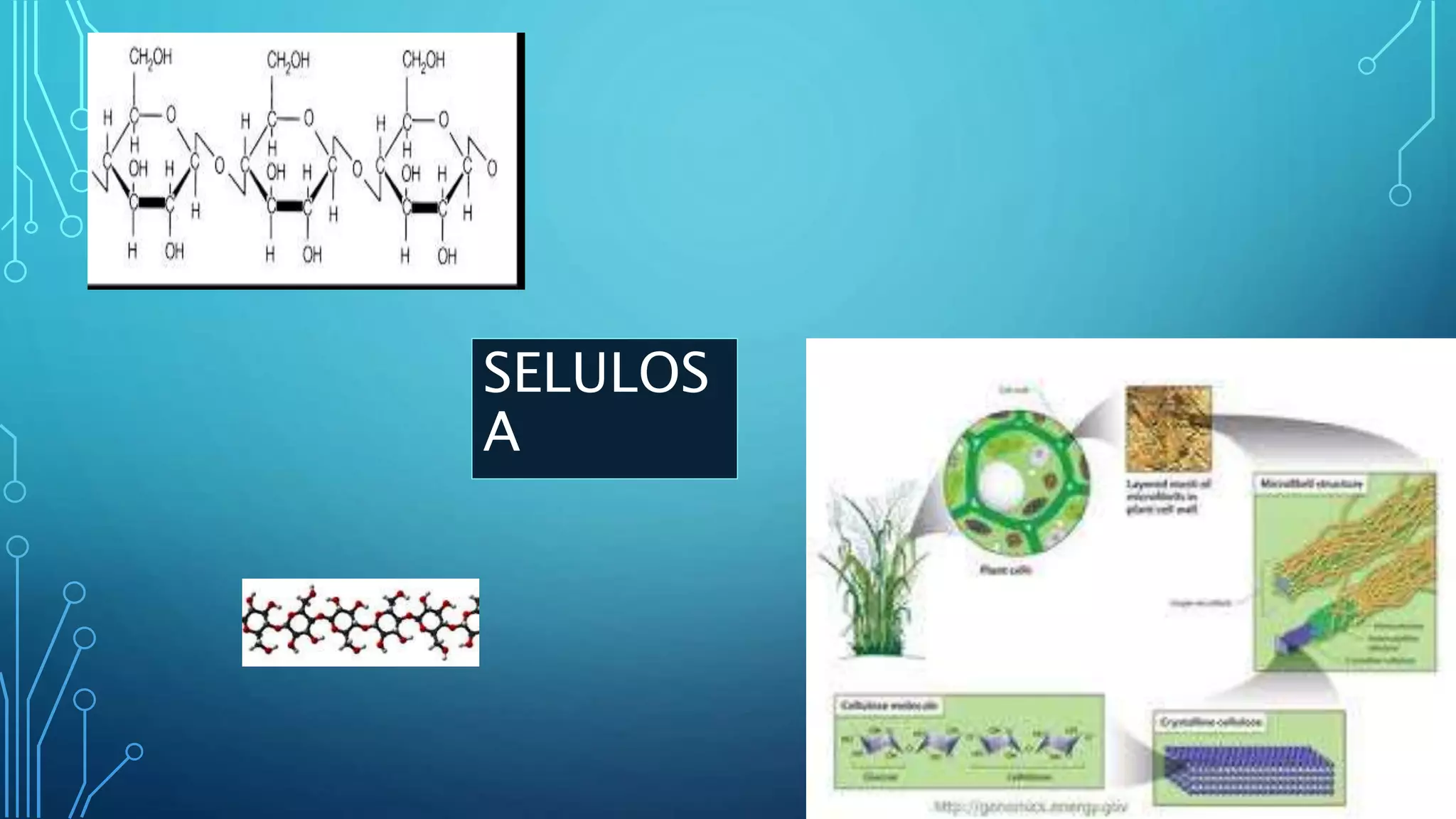 Presentasi Enzim Selulase.pptx