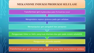 Presentasi Enzim Selulase.pptx