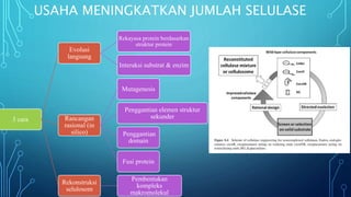 Presentasi Enzim Selulase.pptx