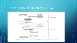 Presentasi Enzim Selulase.pptx