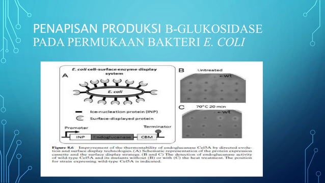 Presentasi Enzim Selulase.pptx