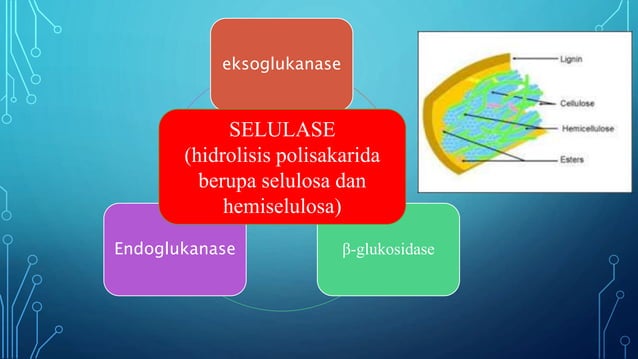 Presentasi Enzim Selulase.pptx
