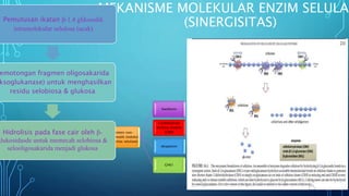 Presentasi Enzim Selulase.pptx