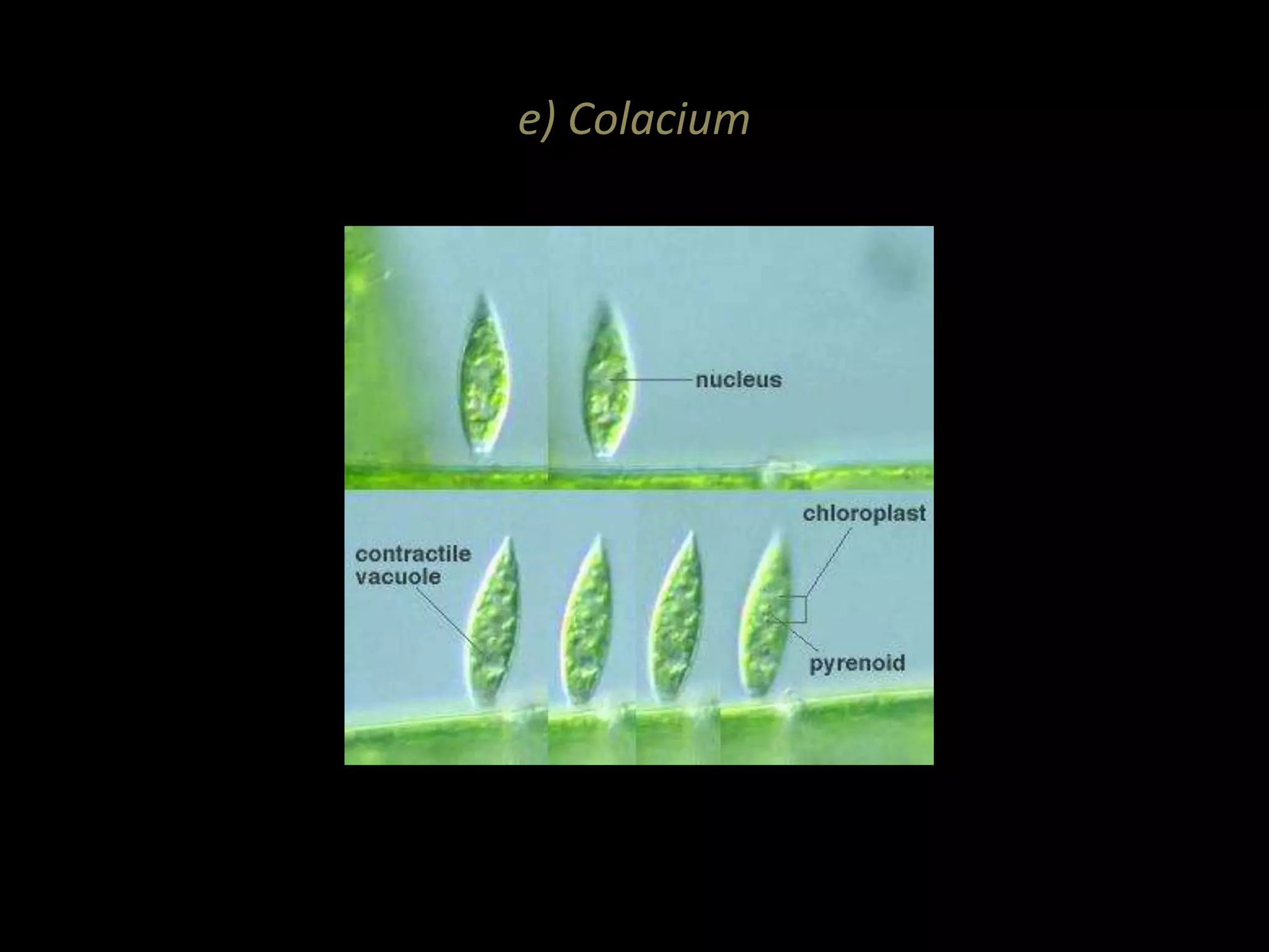 Presentasi euglenophyta adam & imra biologi a | PPTX
