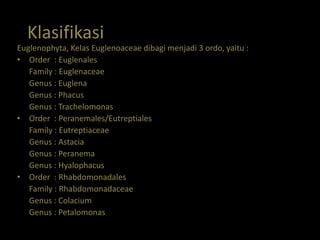 Presentasi euglenophyta adam & imra biologi a | PPTX