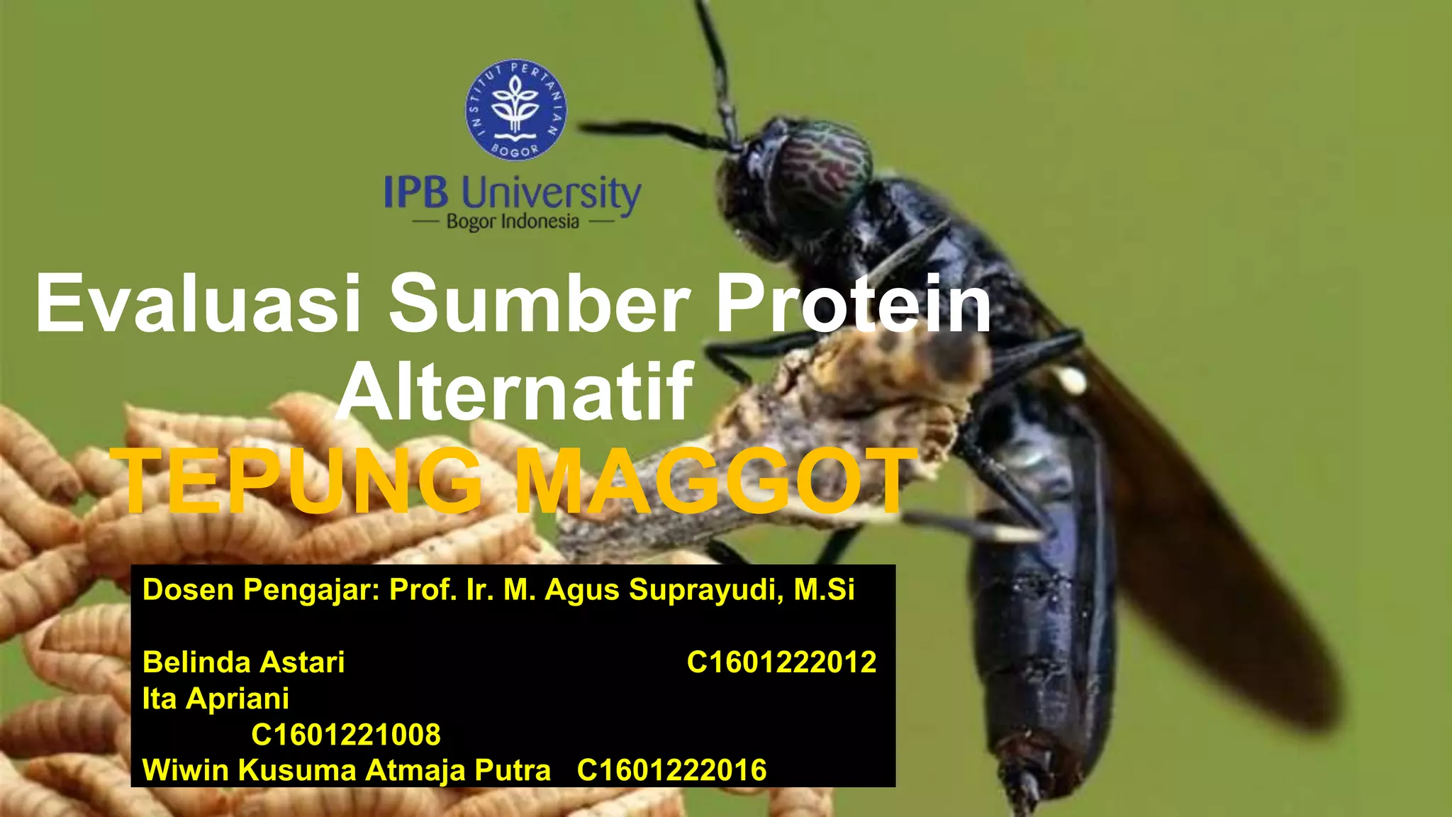 Presentasi Evaluasi sumber bahan baku pakan Protein Hewani Maggot.pptx