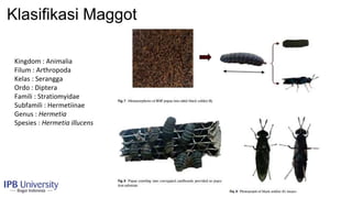 Presentasi Evaluasi sumber bahan baku pakan Protein Hewani Maggot.pptx
