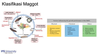 Presentasi Evaluasi sumber bahan baku pakan Protein Hewani Maggot.pptx