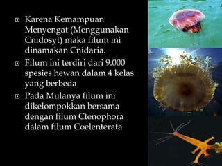 PRESENTASI_FILUM_CNIDARIA.pptx