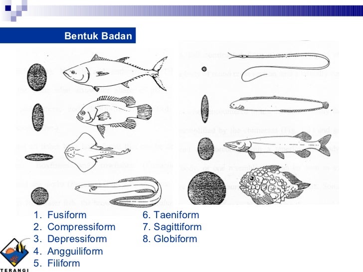 Teknik Identifikasi Ikan Karang Secara Visual
