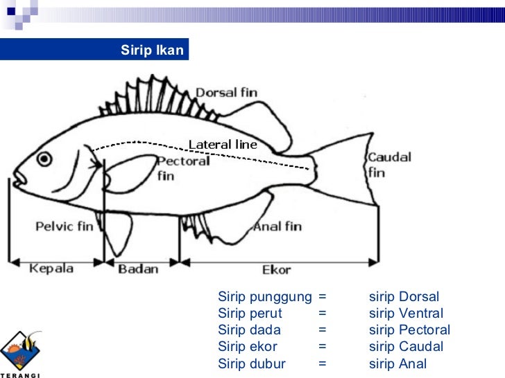 Teknik Identifikasi Ikan Karang Secara Visual