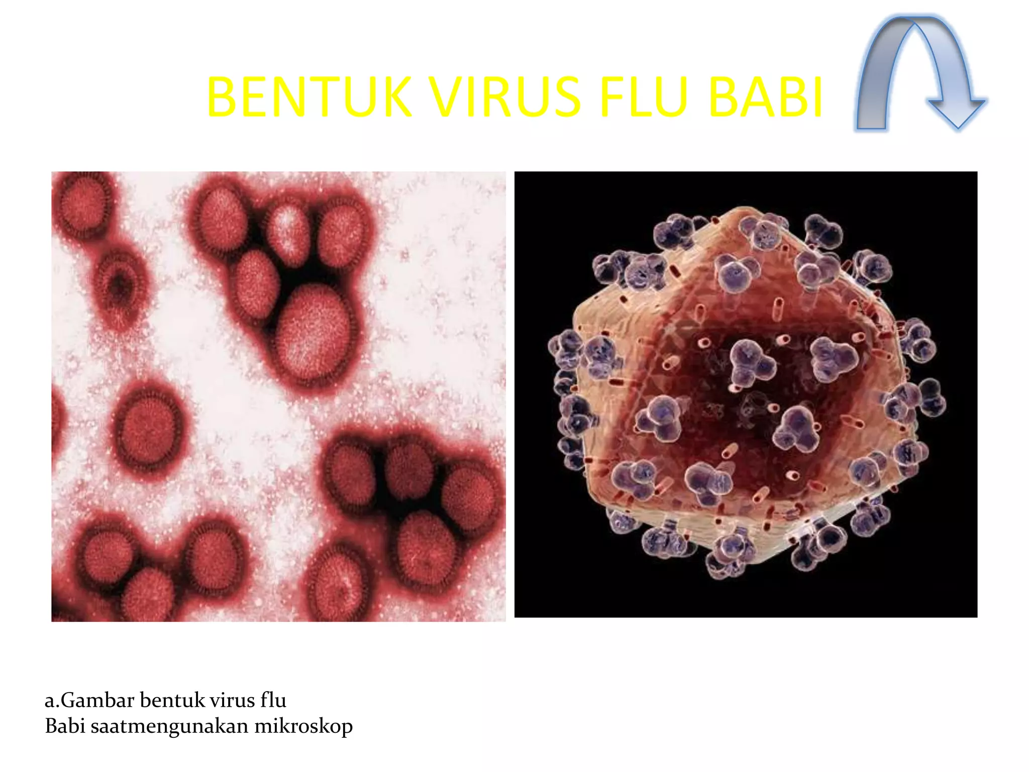 Presentasi flu babi biologi | PPT