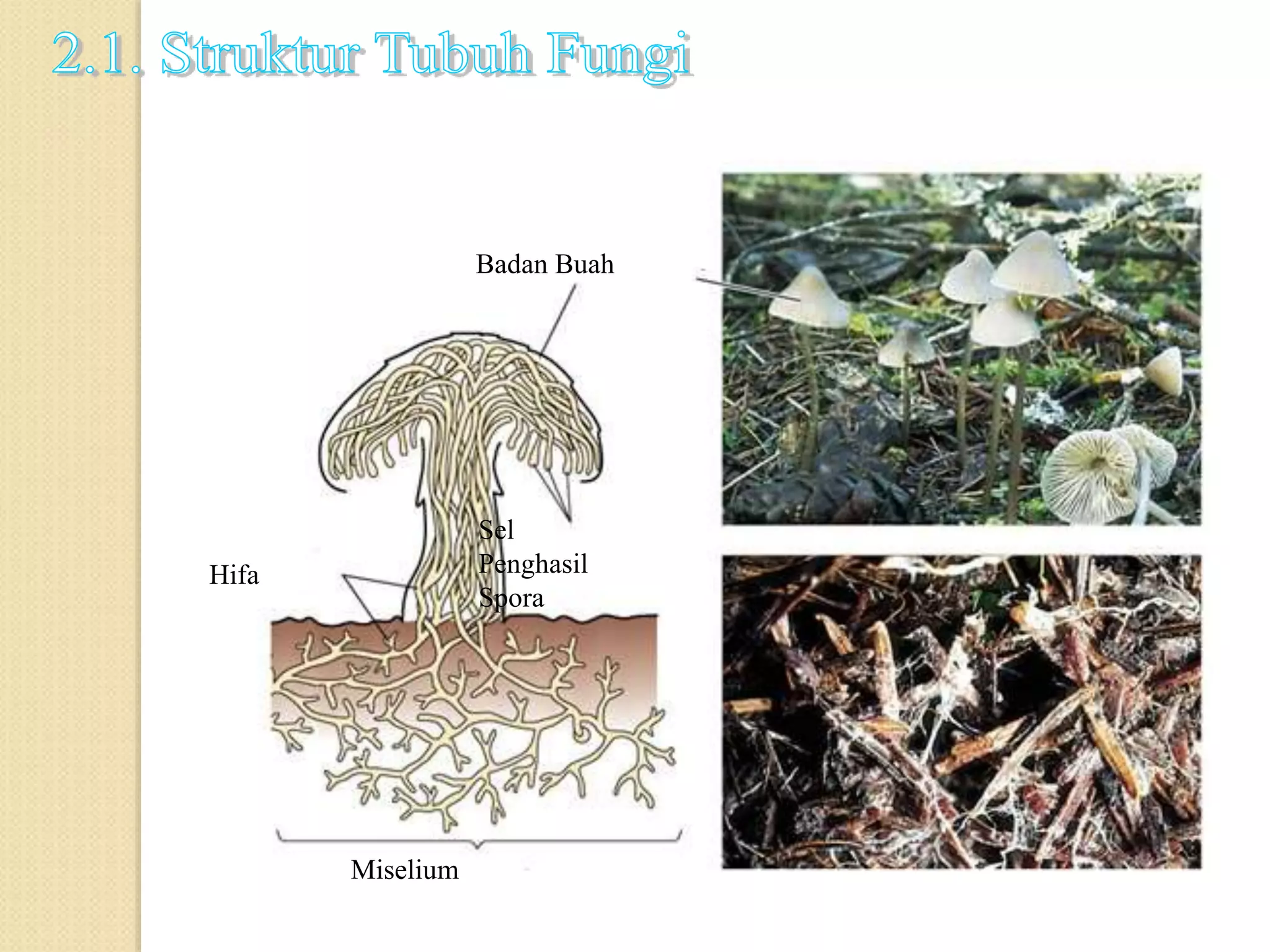 presentasi_fungi_ppt.ppt