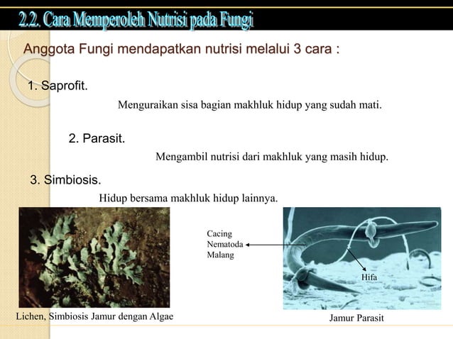 presentasi_fungi_ppt.ppt