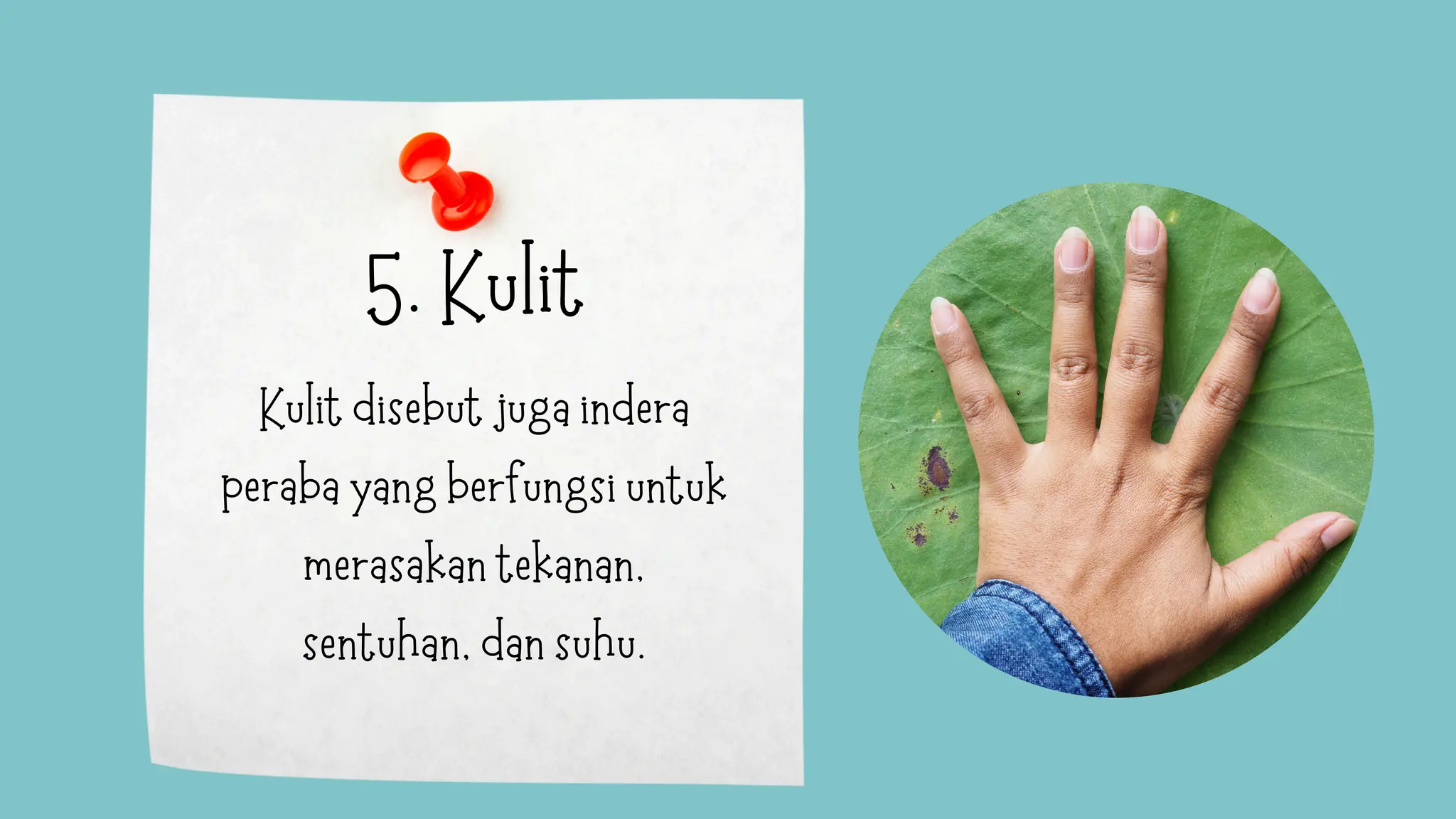 Presentasi Fungsi Panca Indera Kelas 4 semester 1 Kurikulum Merdeka.pdf