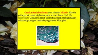 Biologi : GERAK PADA TUMBUHAN | PPTX