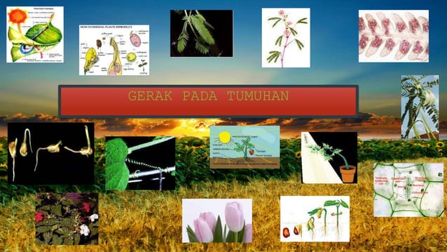 Biologi : GERAK PADA TUMBUHAN | PPTX