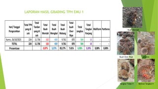 Presentasi GRADING TPH 20 Oktober s.d 26 Oktober 2023.pptx
