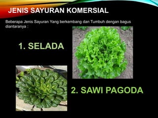 Presentasi hidroponik.pptx