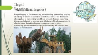 Ilegal logging | PPTX