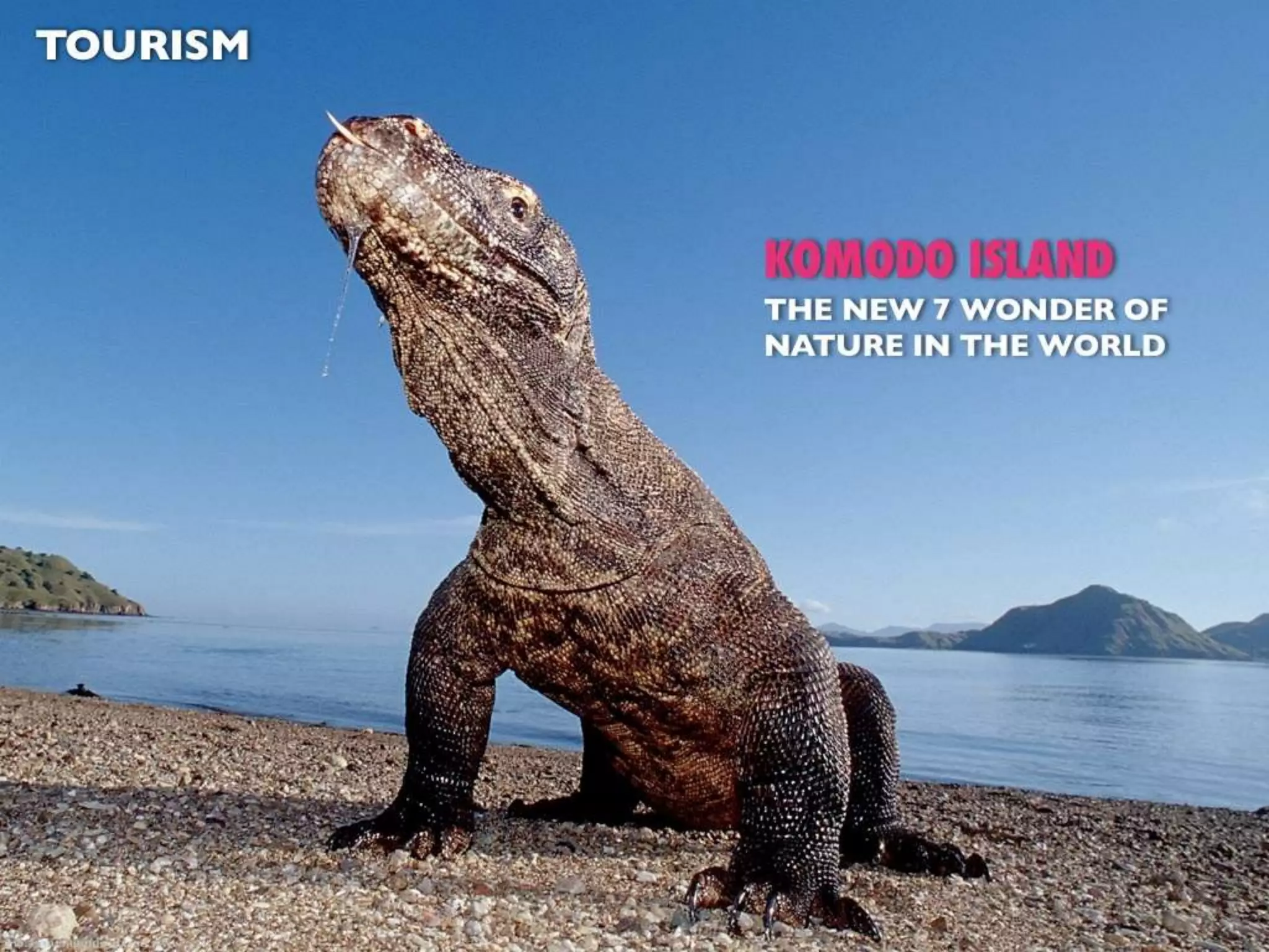 insight indonesia | PPT