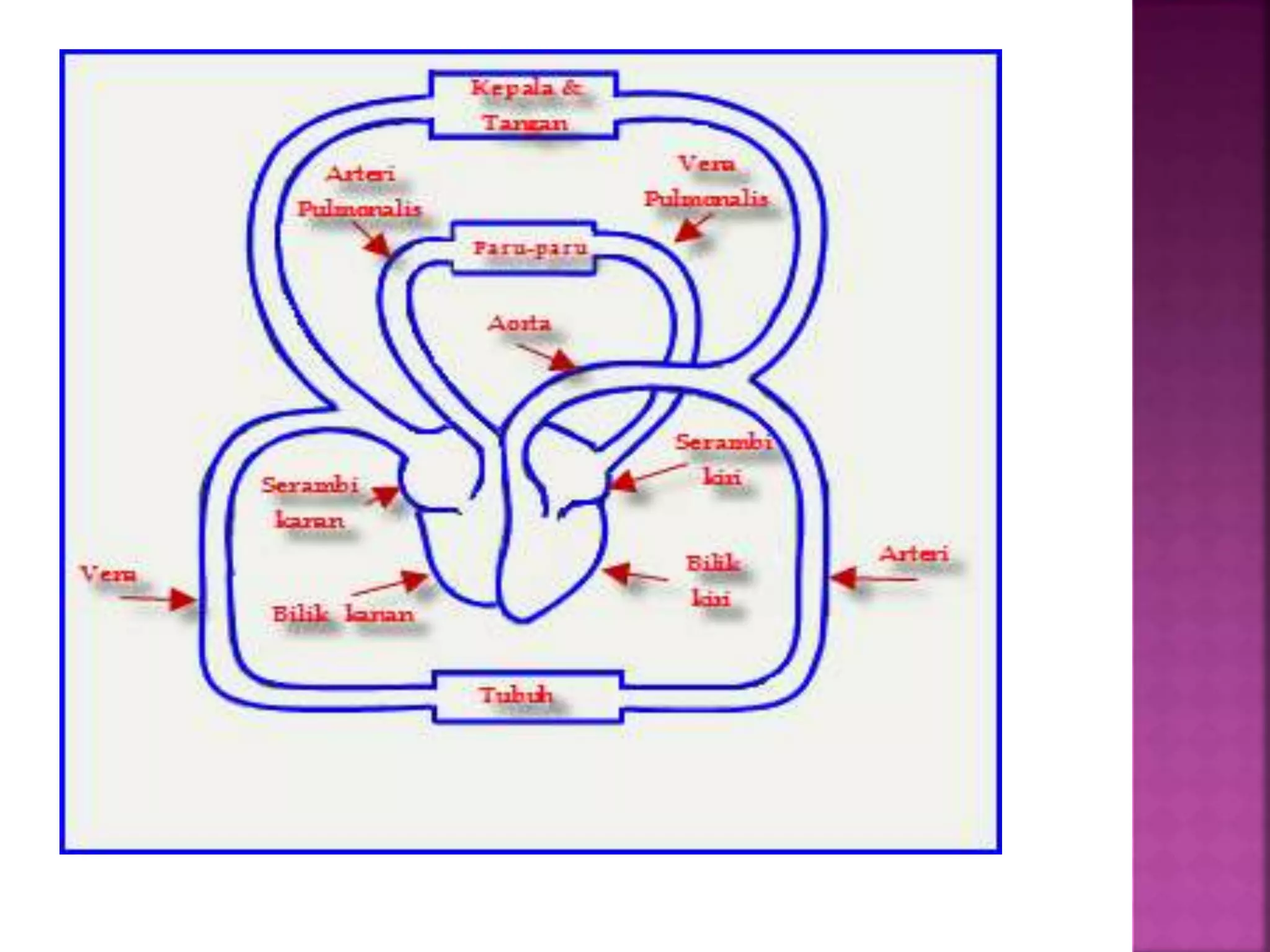 Presentasi IPA Kelompok 3 Sistem Kelenjar Limfe dan Peredaran Darah | PPT