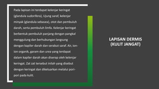 Presentasi Ipa Tentang sistem ekskresi ginjal dan kulit (1).pptx