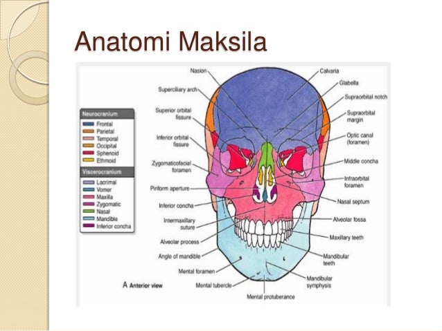 Presentasi jaka le fort ii