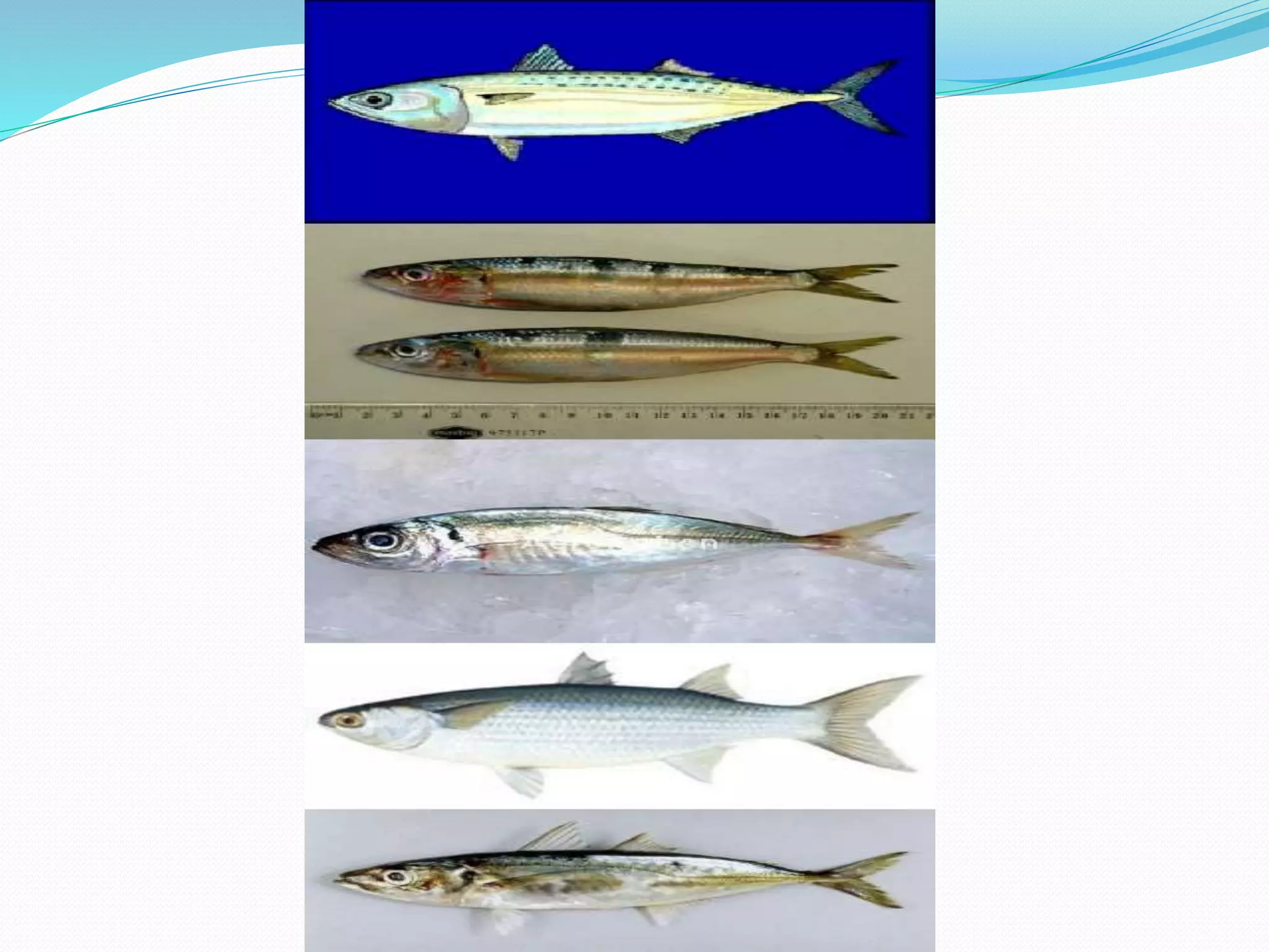 Presentasi kapal ikan tuna long line | PPTX