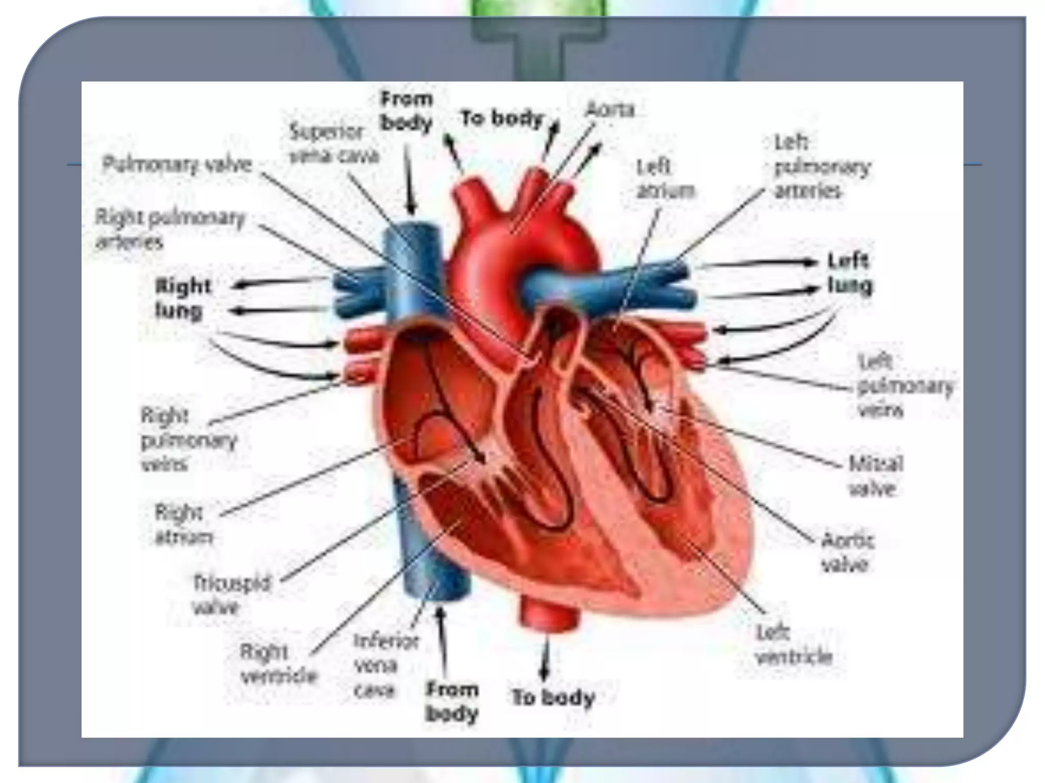 Anatomi dan Fisiologi Sistem Kardiovaskuler | PPTX