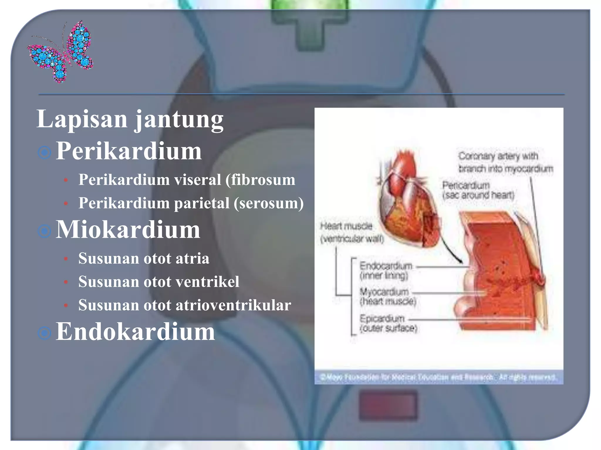 Anatomi dan Fisiologi Sistem Kardiovaskuler | PPTX