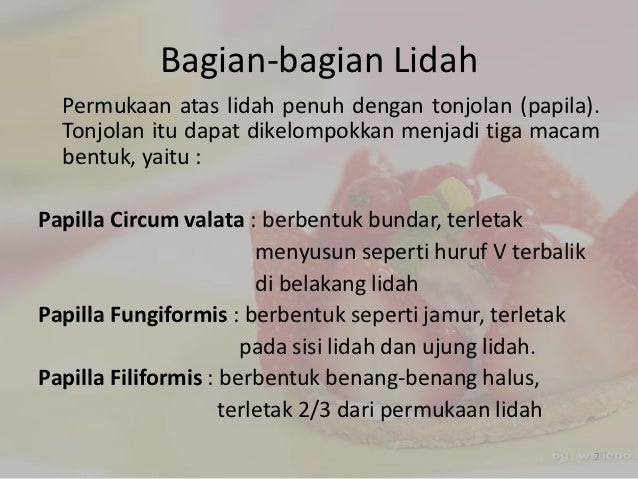 Alat Indra : Kulit dan Lidah