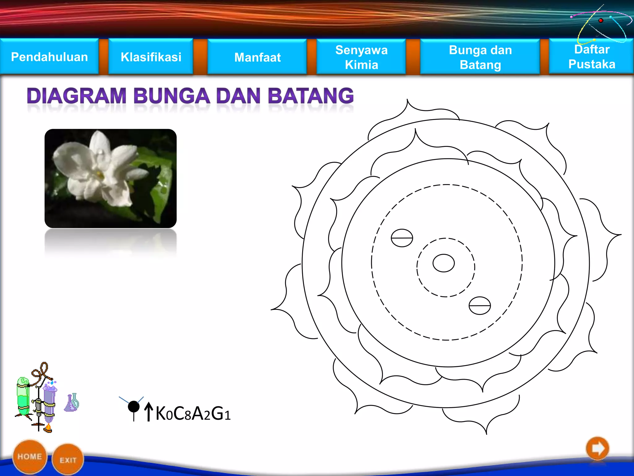Presentasi kelompok bunga melati | PPTX