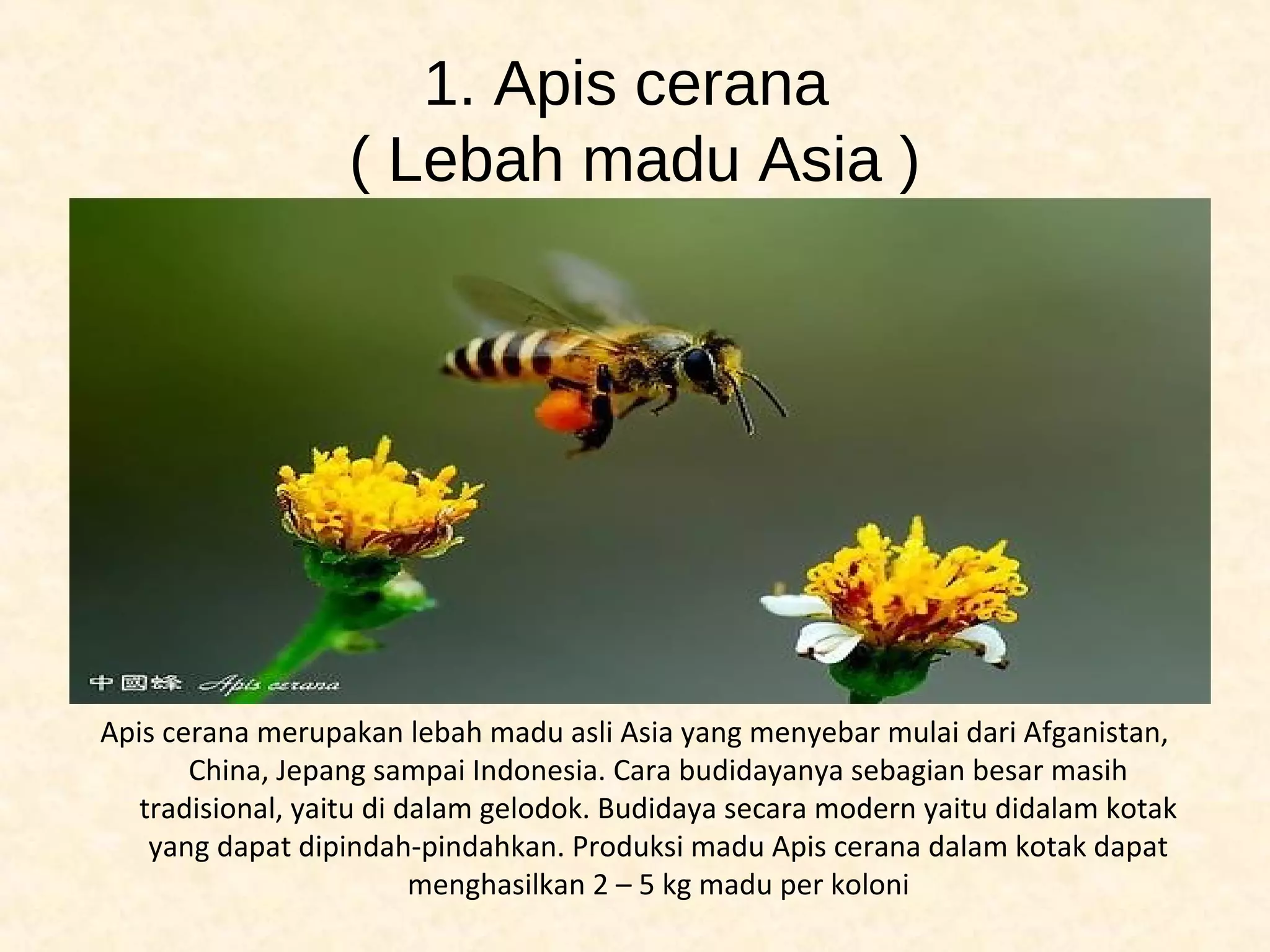 Jenis lebah dan manfaatnya | PPT