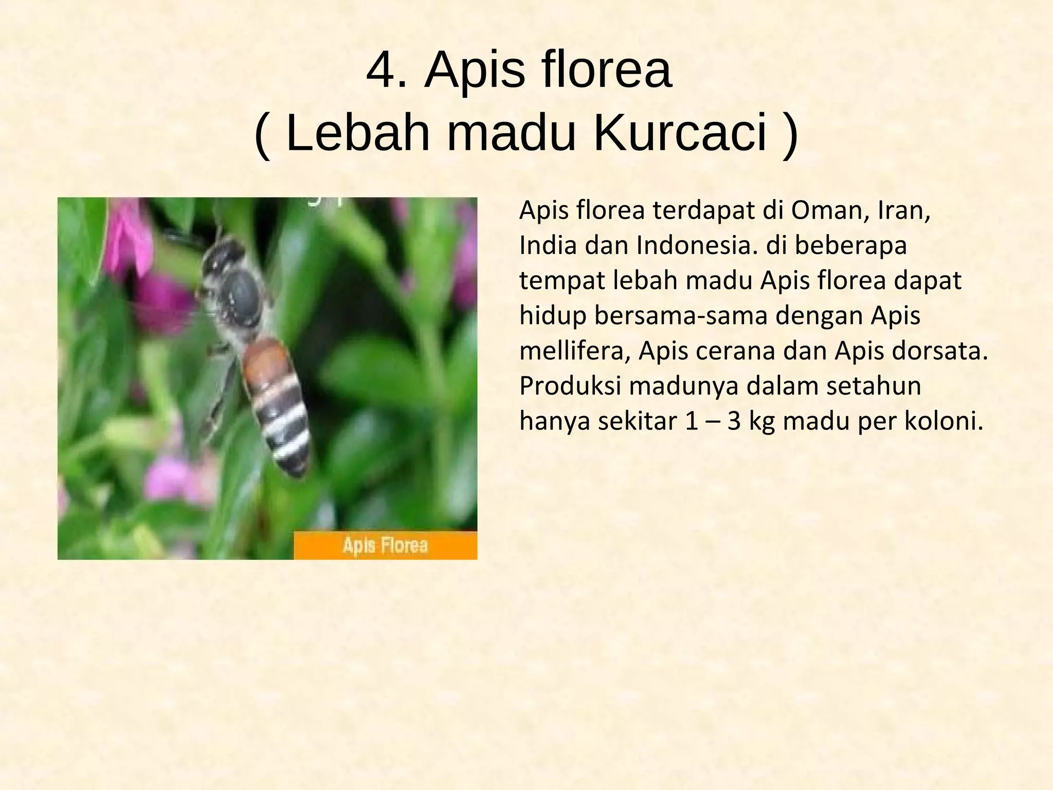 Jenis lebah dan manfaatnya | PPT