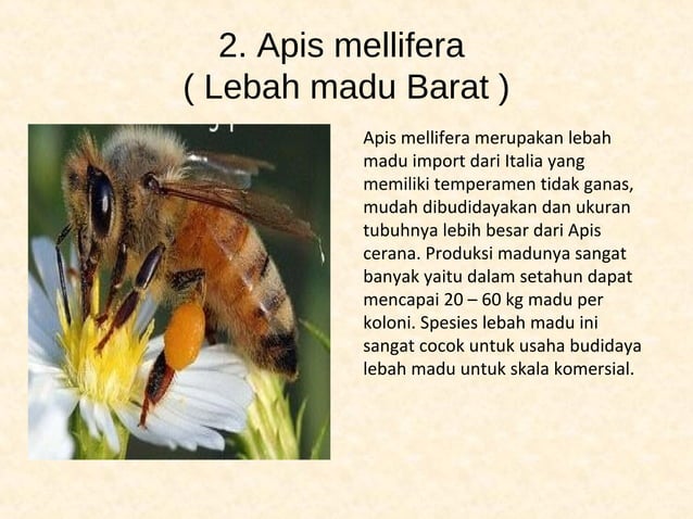 Jenis lebah dan manfaatnya | PPT