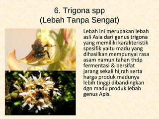 Jenis lebah dan manfaatnya | PPT