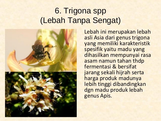 Jenis lebah dan manfaatnya