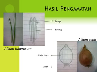 Presentasi liliaceae | PPT