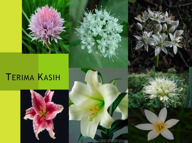 Presentasi liliaceae | PPT