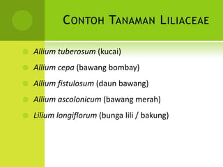 Presentasi liliaceae | PPT