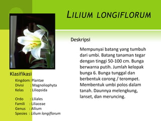 Presentasi liliaceae | PPT