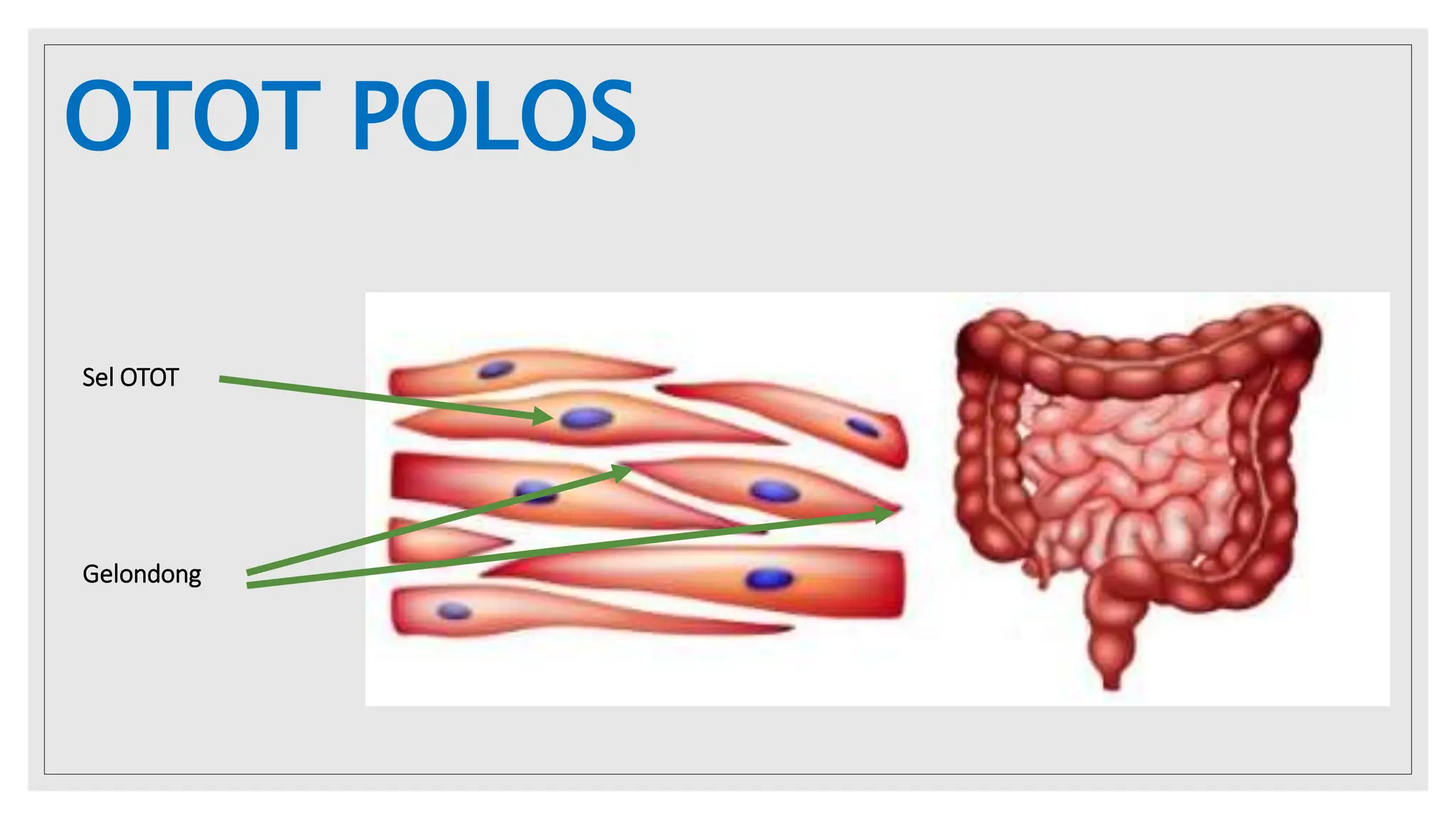 Jenis-jenis Otot Pada Manusia. Otot Polos, Otot Lurik, dan Otot Jantung ...