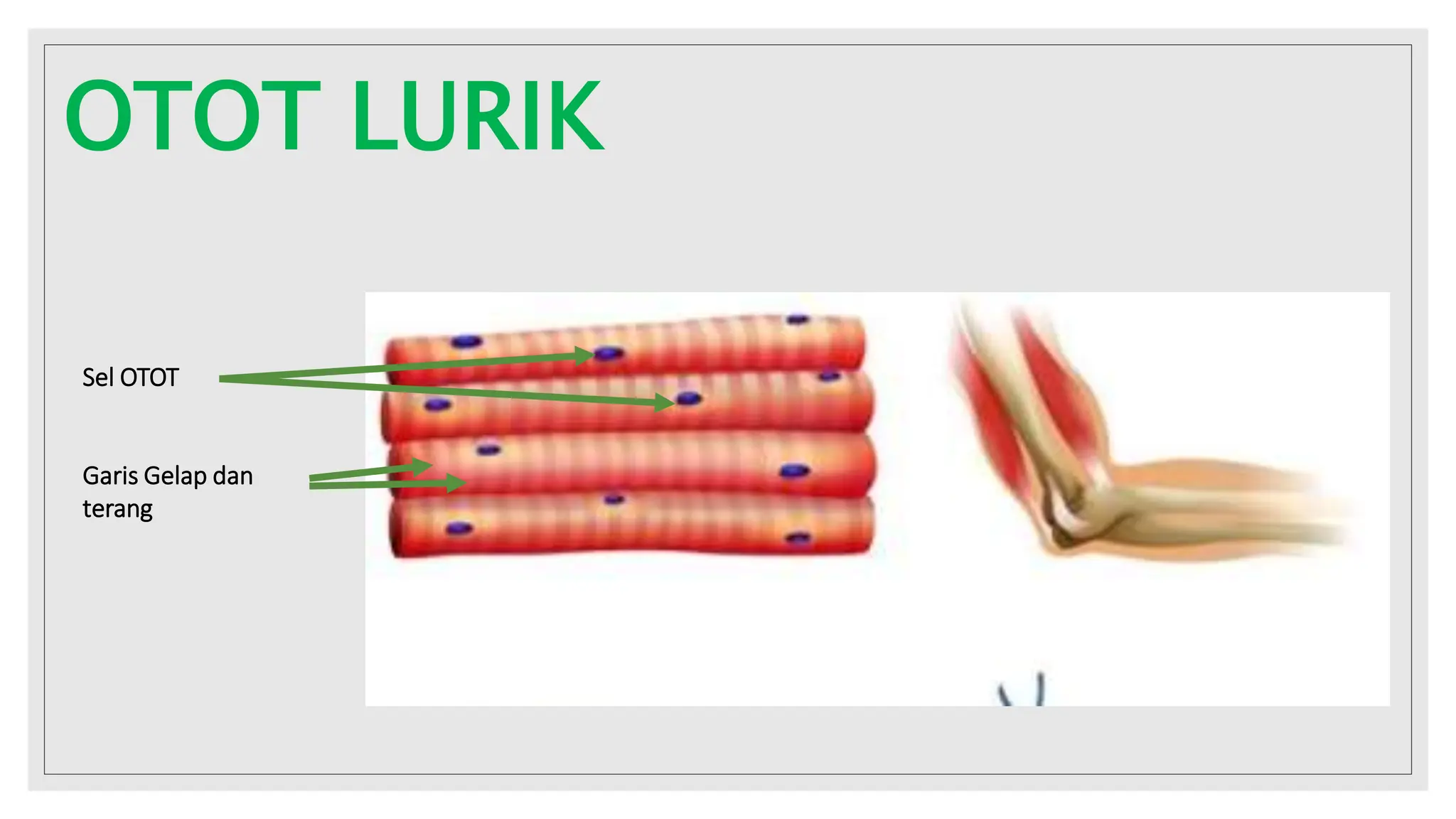 Jenis-jenis Otot Pada Manusia. Otot Polos, Otot Lurik, dan Otot Jantung ...