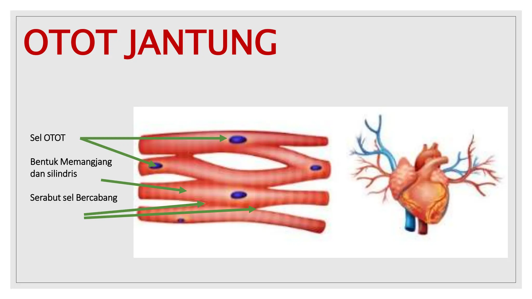 Jenis-jenis Otot Pada Manusia. Otot Polos, Otot Lurik, dan Otot Jantung ...