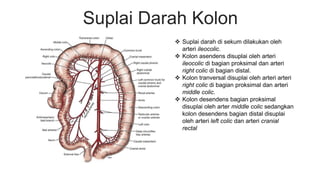 Presentasi Megakolon.pptx