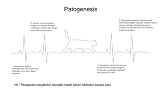 Presentasi Megakolon.pptx