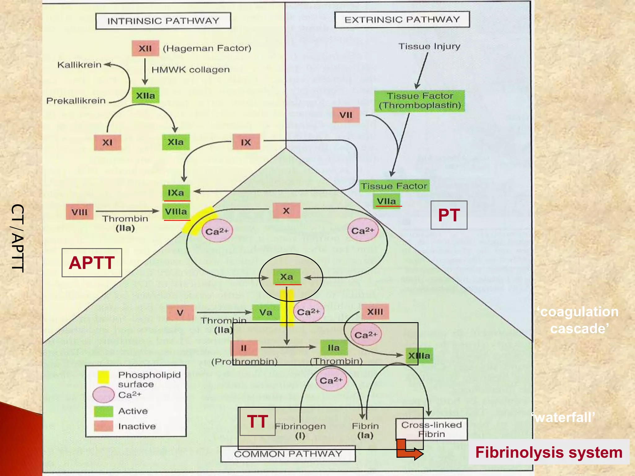 Presentasi metode clotting time hub aptt | PPTX