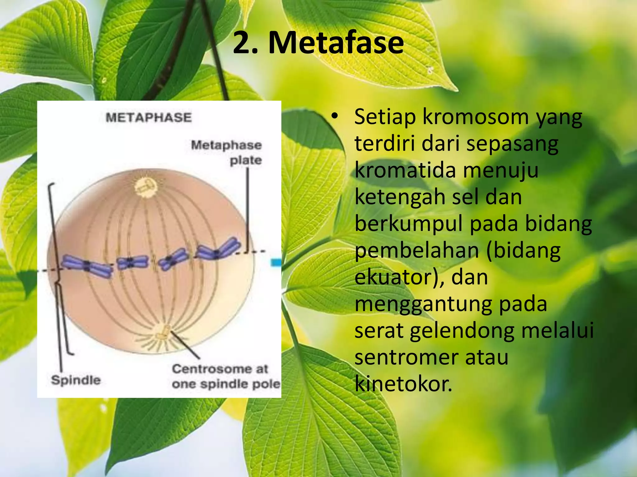 Presentasi mitosis sel hewan | PPTX