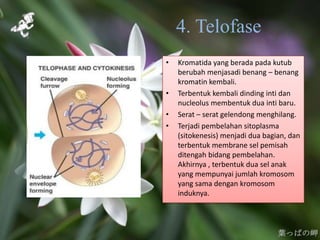 Presentasi mitosis sel hewan | PPTX